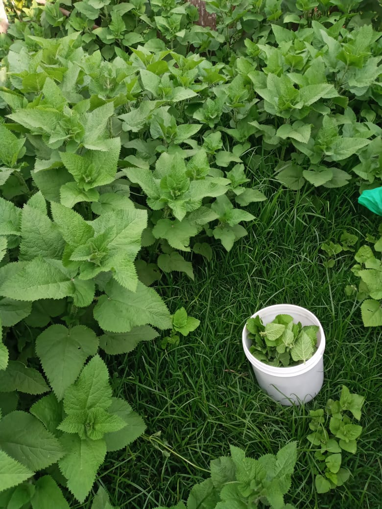 Stinging nettle vegetable kenyan recipe - Wooleys words